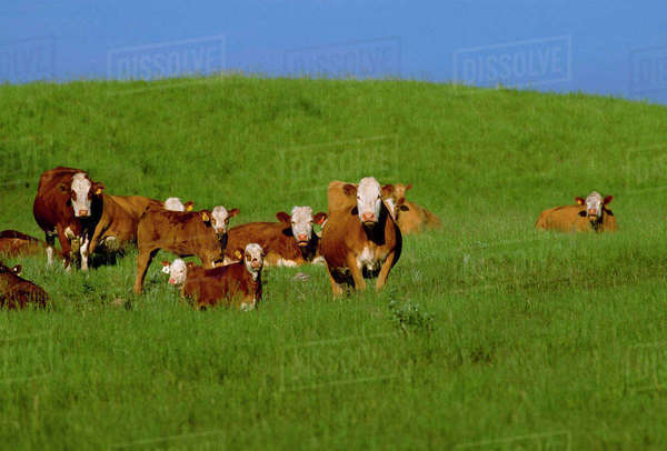 Livestock - Mixed breeds of beef cows and calves on a lush green late ...