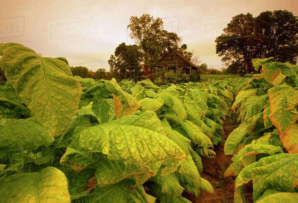 Agriculture - Fields of maturing Flue cured, or Bright tobacco in late ...