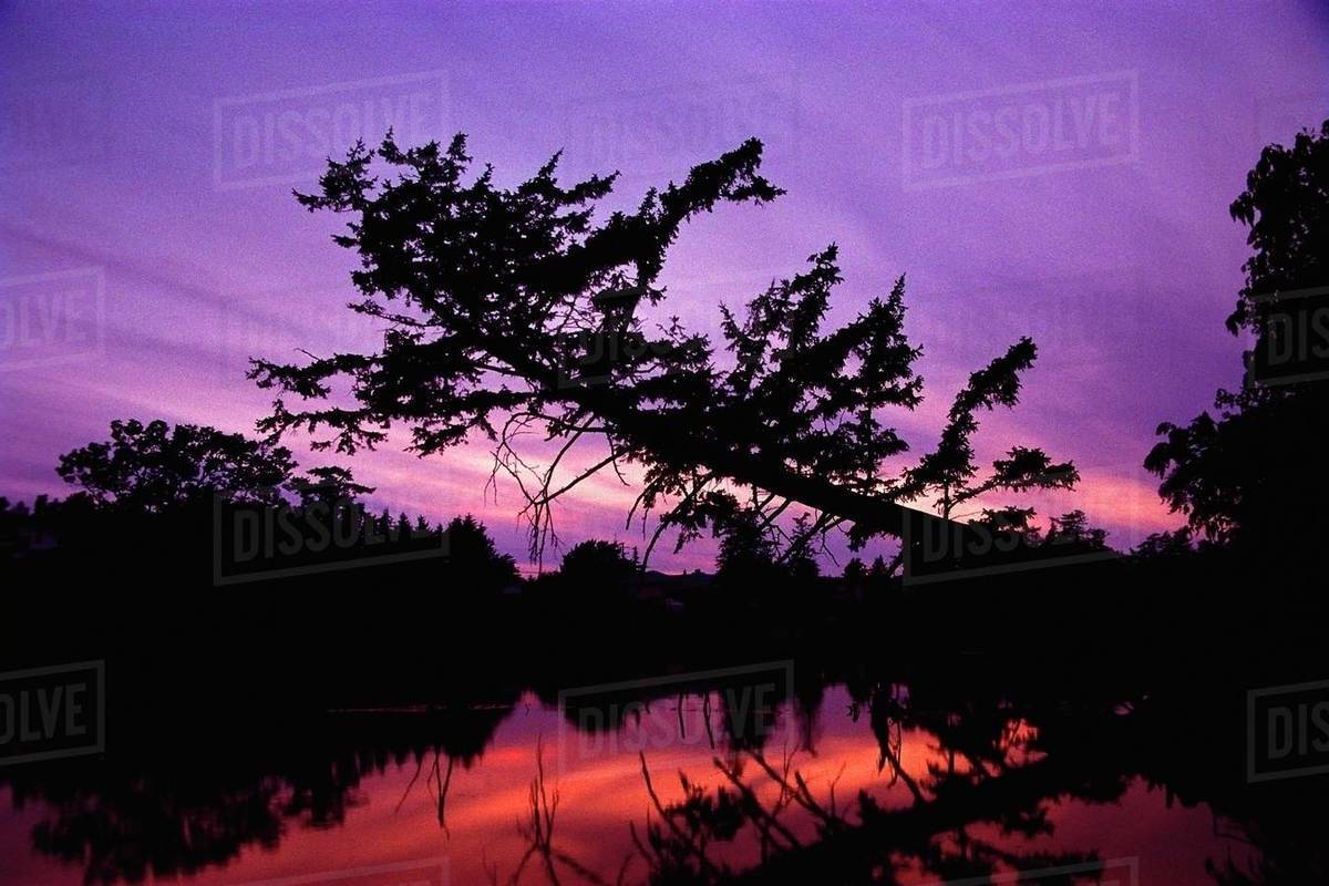 Sunset With River And Trees - Royalty-free Stock Photo | Dissolve