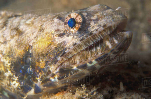 Fish On Sea Floor - Royalty-free Stock Photo | Dissolve