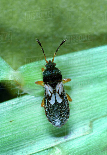 Agriculture - Pest insect, Cinch bug (Blissus leucopterus) young adult ...