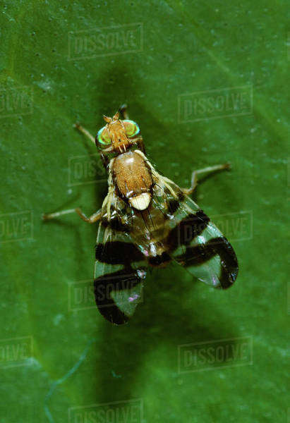 Agriculture - Walnut husk fly (Rhagoletis completa), dorsal view of an ...