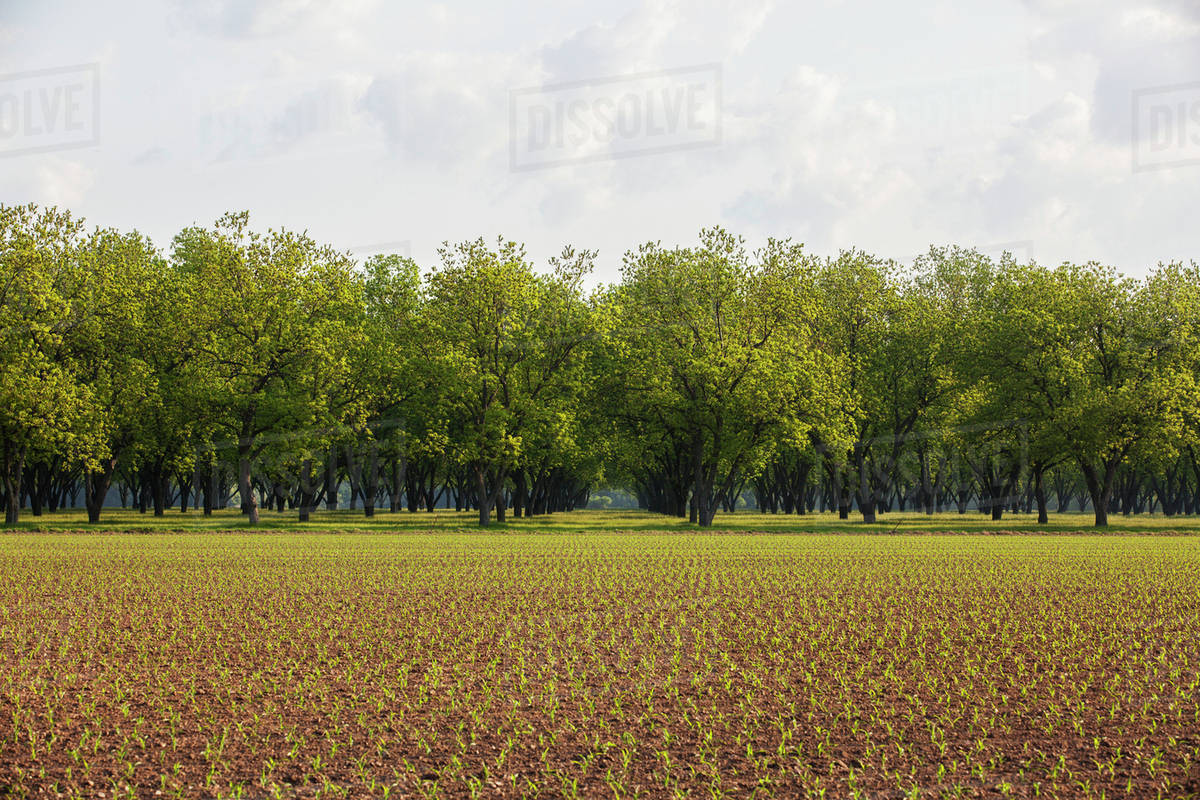 Pecan grove in background, with field of corn at seedling stage in ...