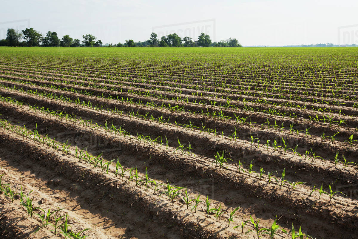 Conventional till corn seedling at 4-5 leaf stage, soil is bedded to ...