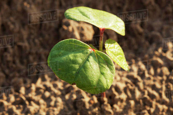 Cotton seedlings with first true leaf, conventional till system ...