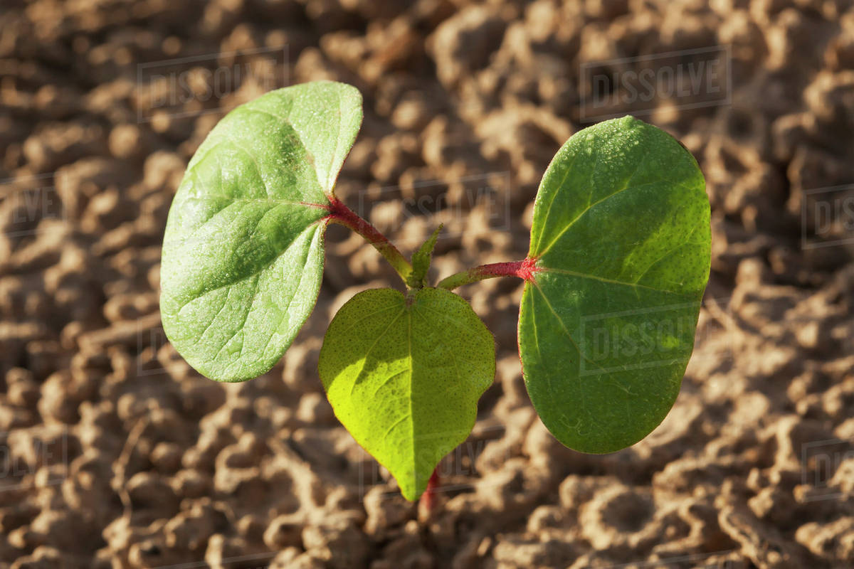 Cotton Seedling
