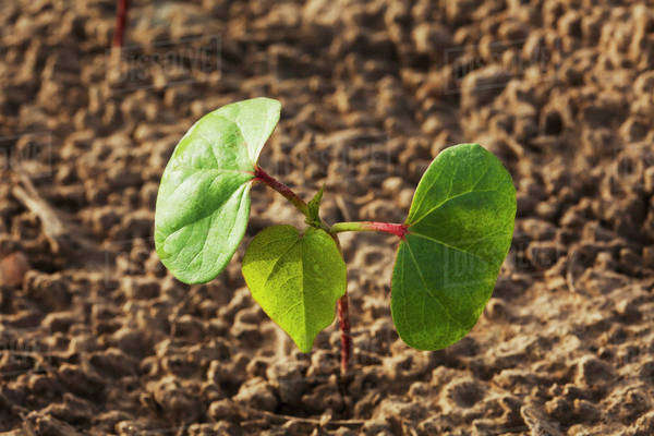 Cotton seedling with first true leaf, conventional till system; England ...