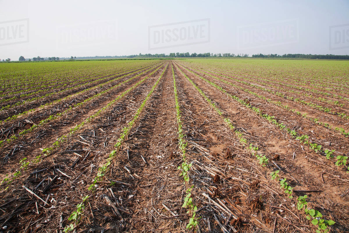 No till Roundup Ready cotton at 4-leaf stage with dead weeds controlled ...