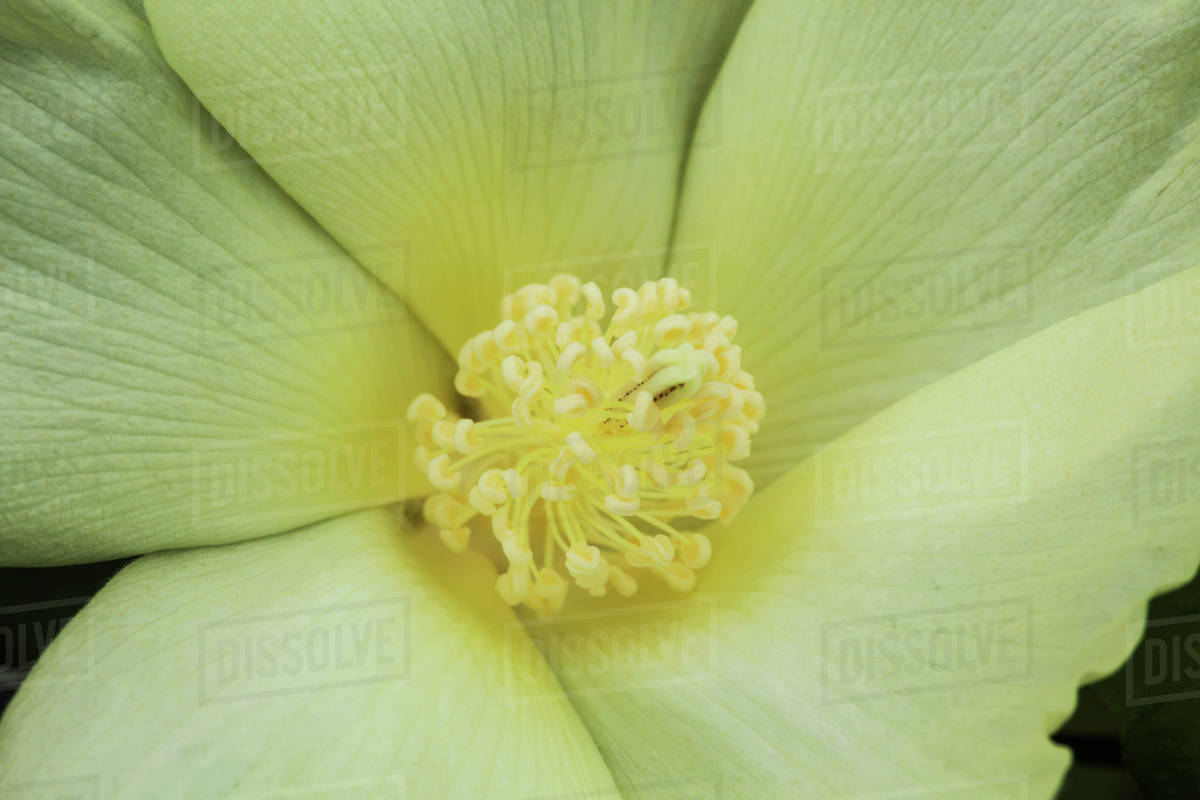 Close up of interior of white cotton bloom, where pollination occurs ...