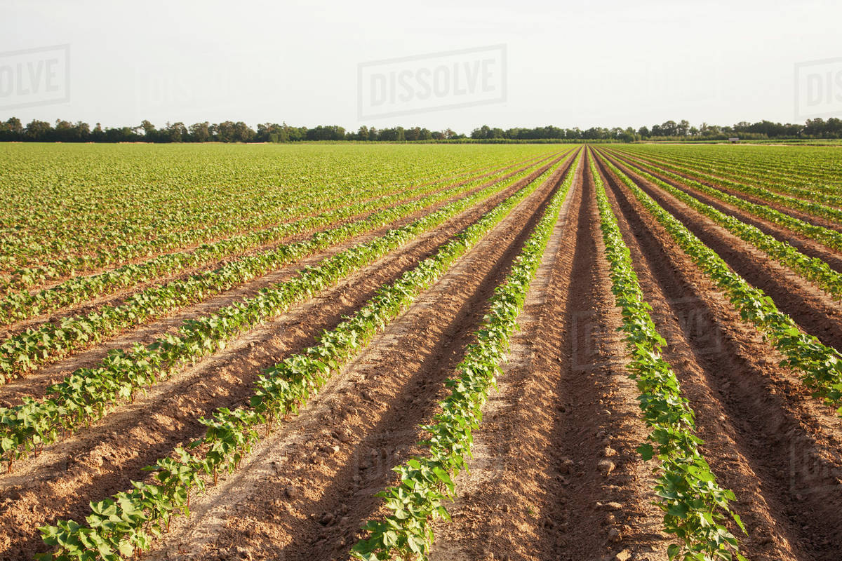 Conventional till cotton 8-10 leaf stage with furrow irrigation ...