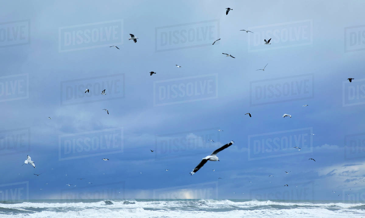 Gulls soaring over stormy skies and a West Coast surf beach; South ...
