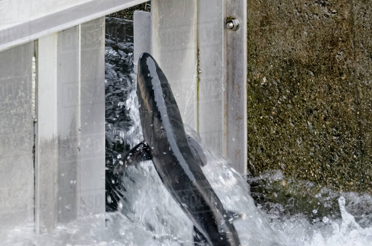 Chum Salmon (Oncorhynchus keta) leaping to clear chute at top of fish ...