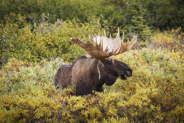 Mature bull moose with a large rack and a piece velvet hanging on one ...