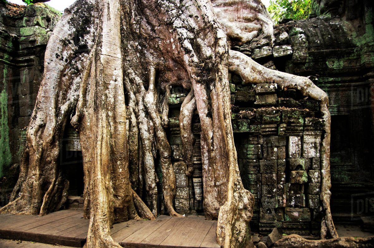 Ta Prohm Temple, large banyan tree growing out of temple walls like a ...