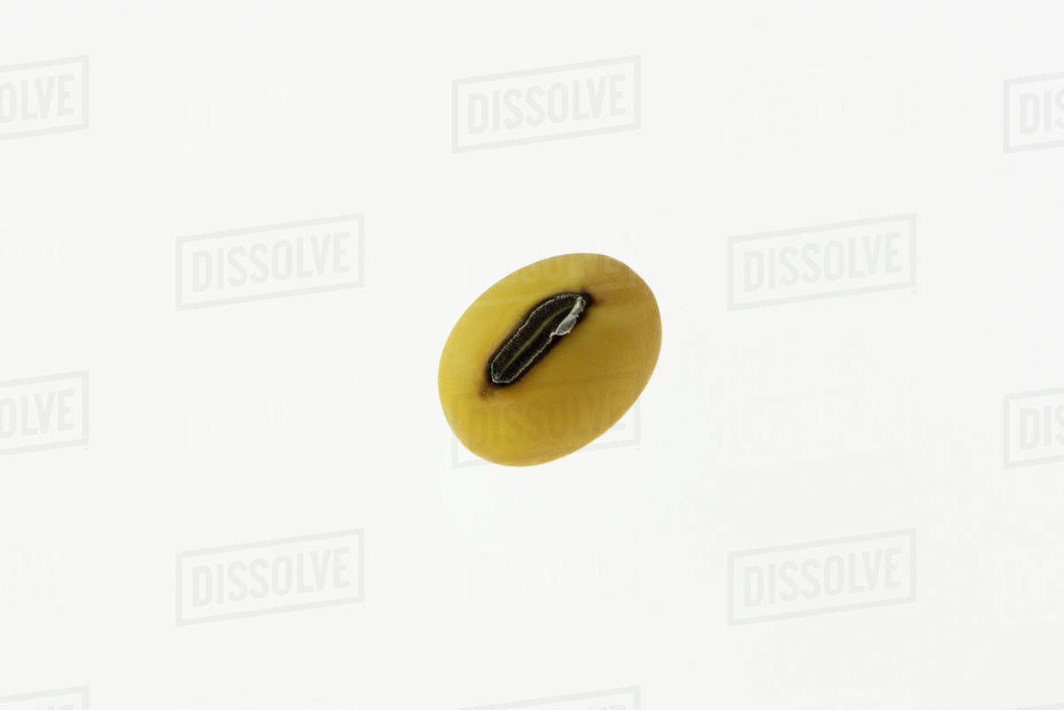 A soybean kernel on a white background - Stock Photo - Dissolve