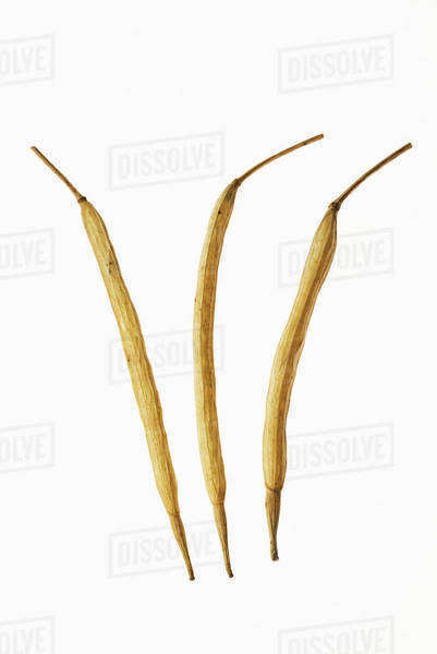 Mature, dried canola pods on a white background - Stock Photo - Dissolve