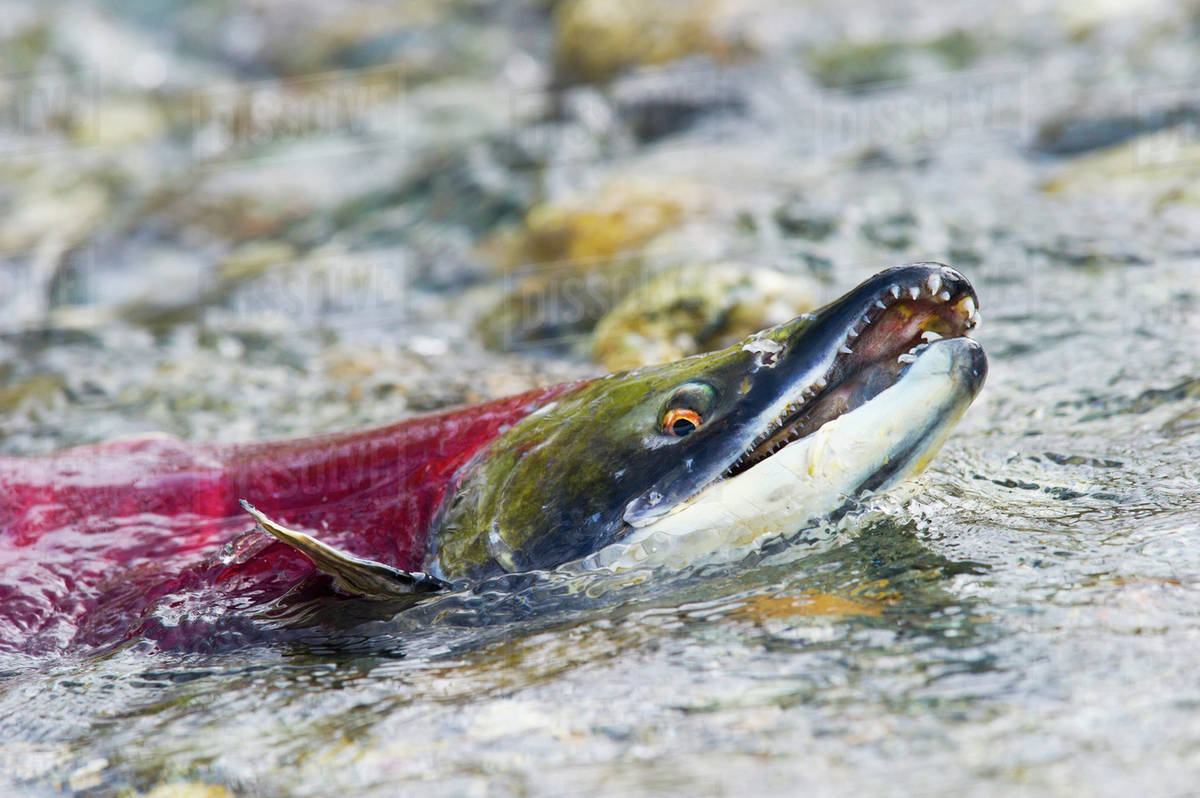 Red salmon (Oncorhynchus nerka) with mouth open; Paxson, Alaska, United ...