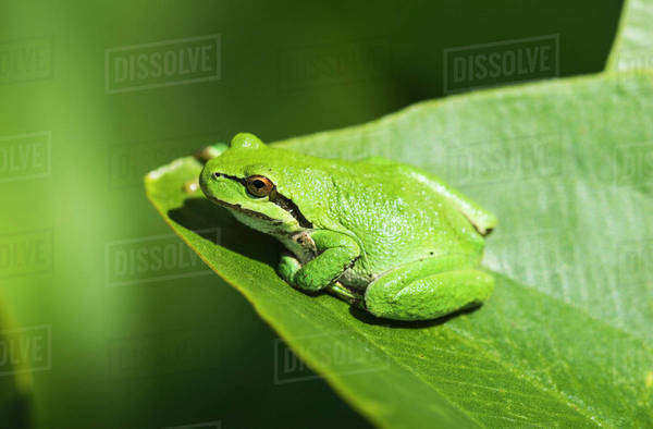 A Pacific Tree Frog (Pseudacris regilla) rests on a Wapato Leaf ...