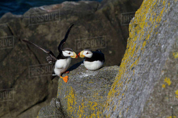 Pair of Horned Puffins (Fratercula corniculata) perched on a lichen ...