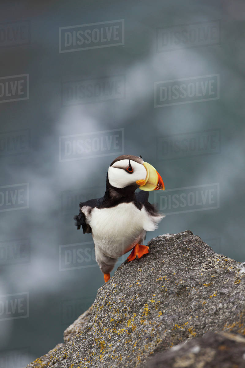 Horned puffin (Fratercula corniculata) standing on ledge of lichen ...