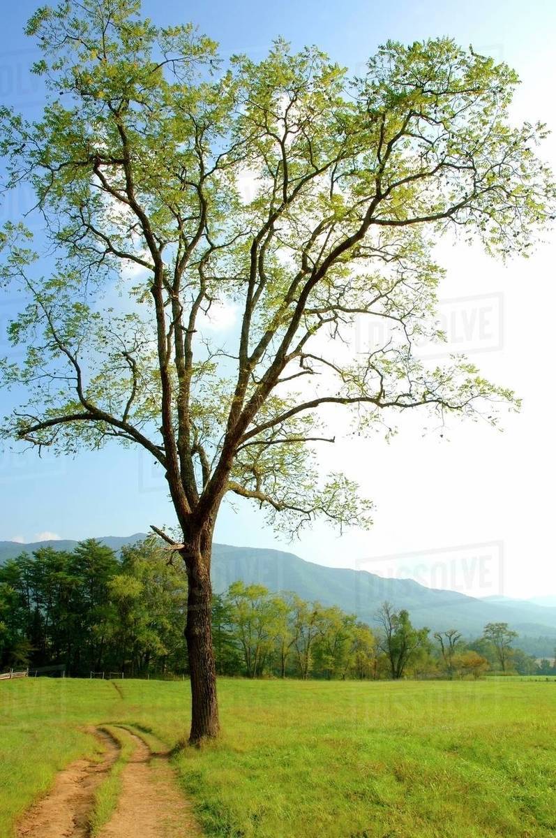 Large Tree Beside Roadway - Royalty-free Stock Photo | Dissolve