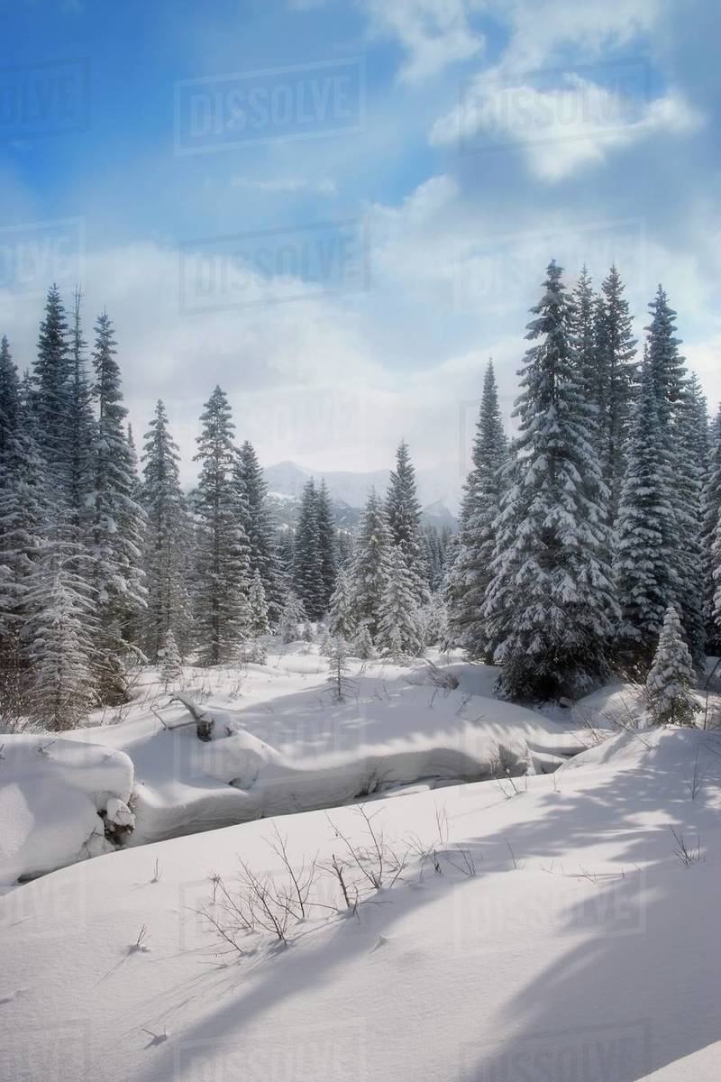 Snow Covered Forest - Stock Photo - Dissolve