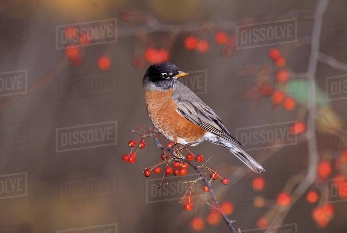 American Robin In Crab Apple Tree - Royalty-free Stock Photo | Dissolve