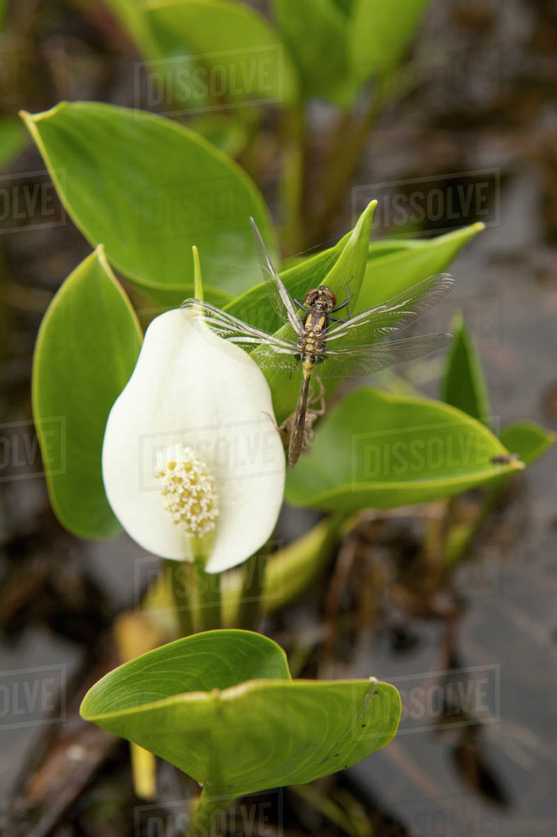 A Dragonfly Rests On A Poisonous Wild Calla Near The Shoreline On Lynx ...