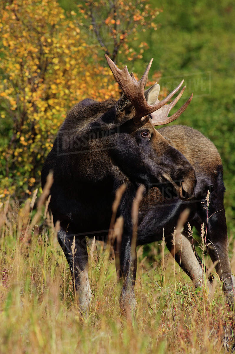 View Of A Small Bull Moose In Rut Walking In Grass Near Powerline Pass ...