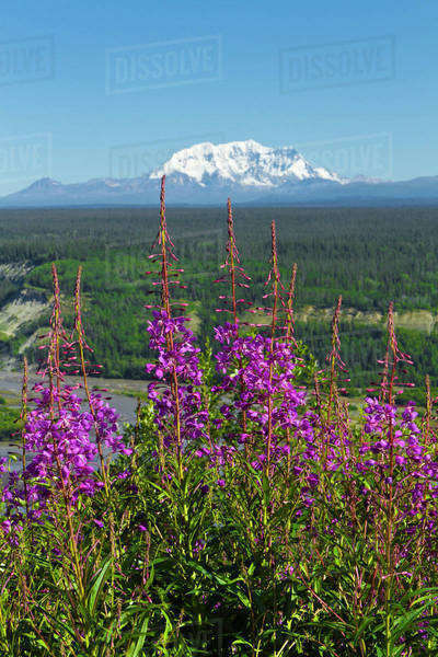 Scenic Sunny View Of Mt. Wrangell With Fireweed In The Foreground ...