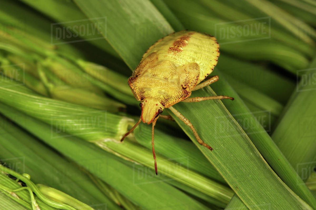 Agriculture - Pest insect; closeup of a Rice stink bug nymph (Oebalus ...