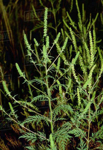 Agriculture - Weeds, Common Ragweed (Ambrosia artemisiifolia) aka ...