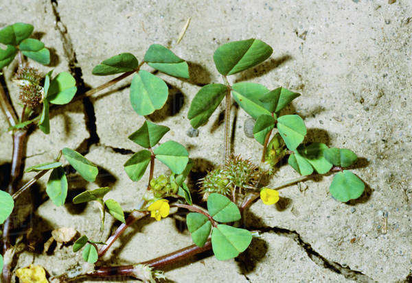 Agriculture - Weeds, California Burclover (Medicago polymorpha) aka ...