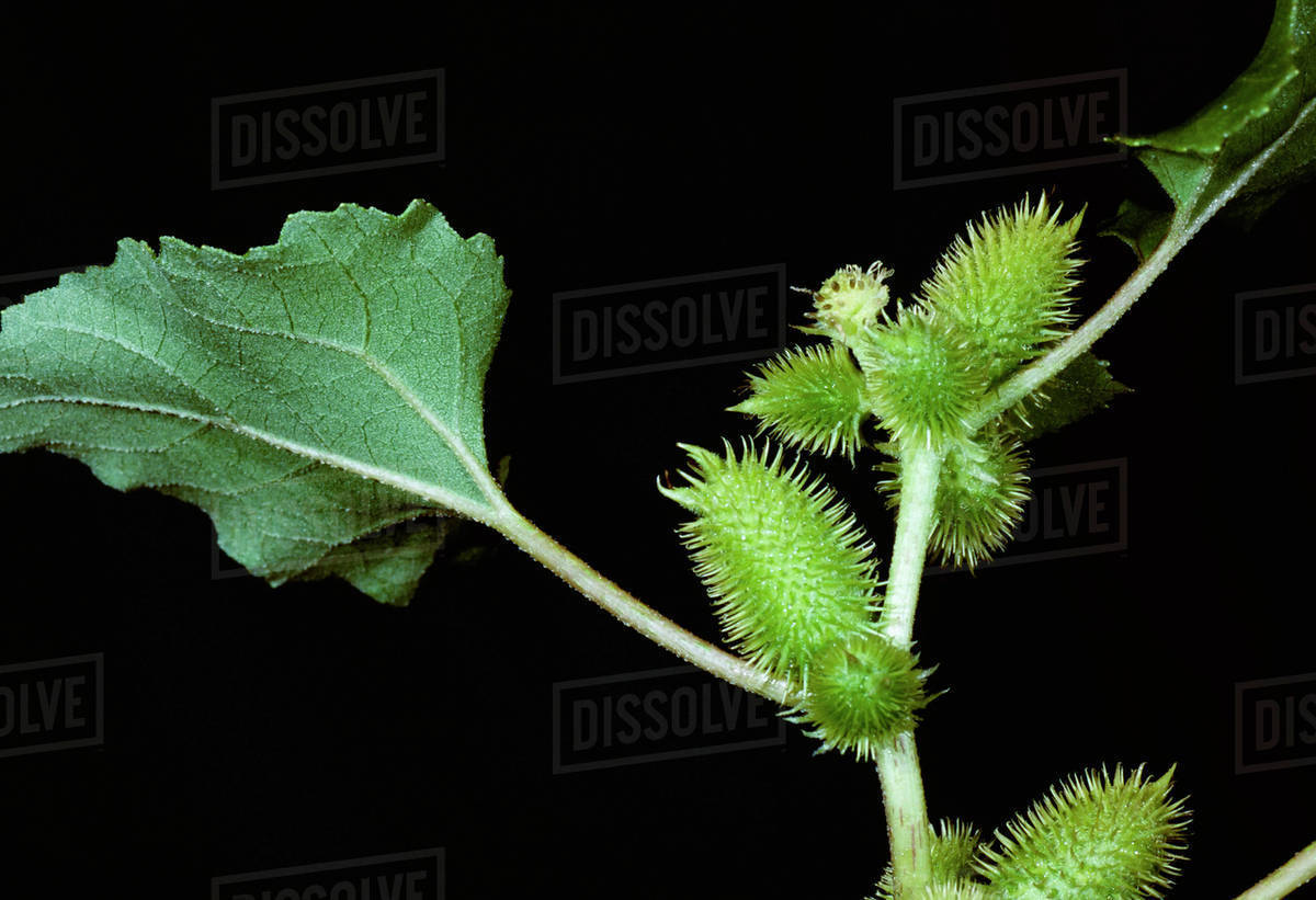 Agriculture - Weeds, Common Cocklebur (Xanthium strumarium) aka ...