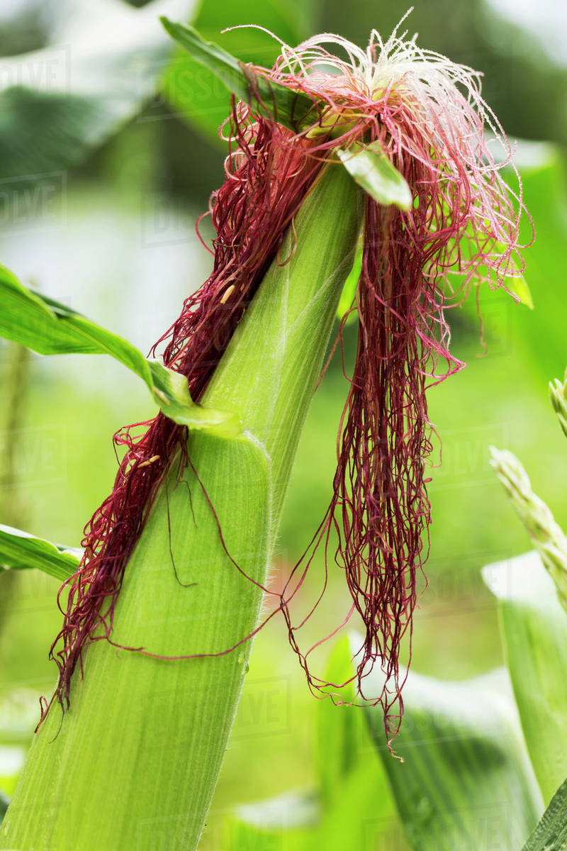 Close up of the top of an ear of corn on the stalk; Erickson, Manitoba ...