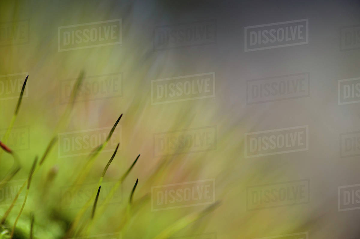 Macro details of the forest floor: Ontario, Canada - Royalty-free Stock ...