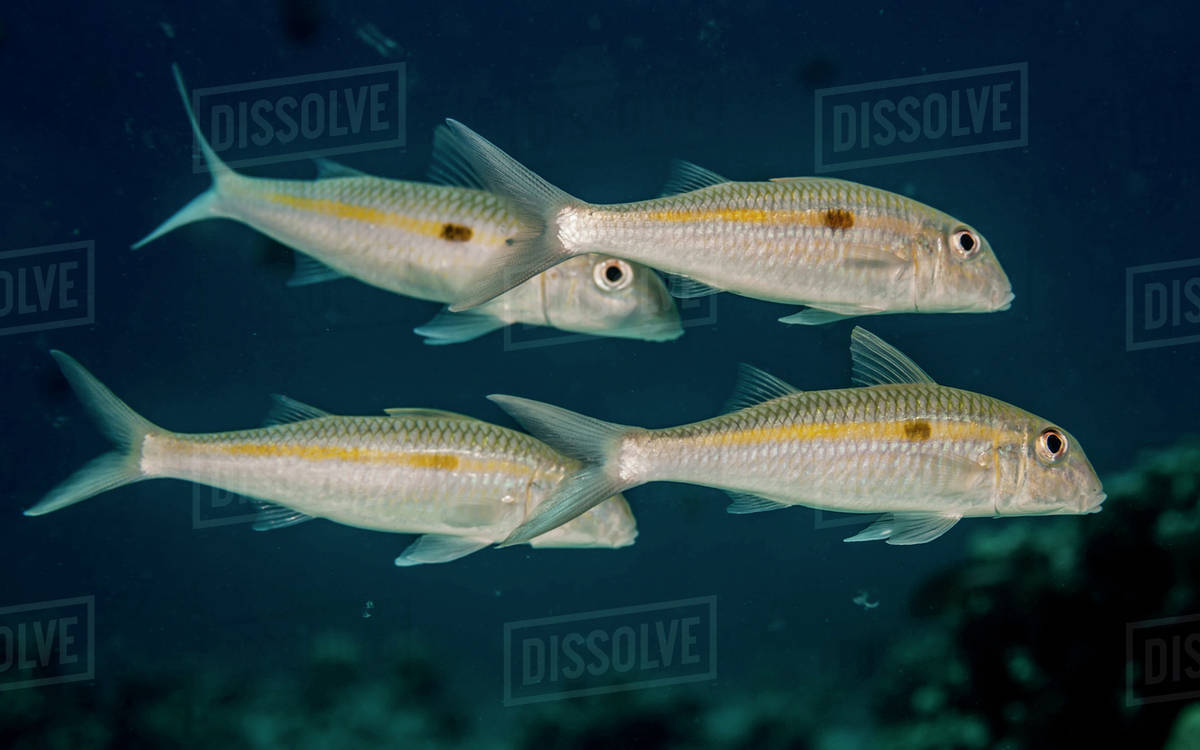 Yellowstripe Goatfish (Mulloidichthys flavolineatus) schooling, near ...