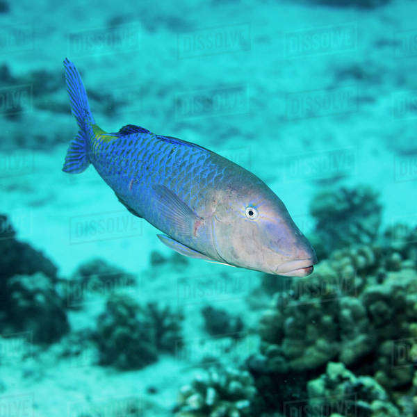 Goldsaddle Goatfish (Parupeneus cyclostomus); Kona, Island of Hawaii ...
