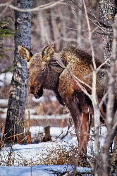 Cow moose browsing in the forest near Homer, Kenai Peninsula ...