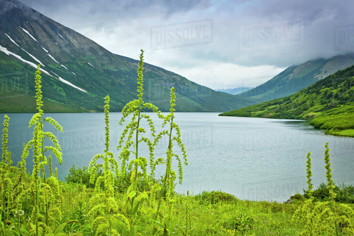 Green False Hellebore blooming along Crescent Lake, surrounded by the ...