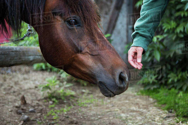 A hand reaching to touch the nose of a horse, Halibut Cove, Kachemak ...