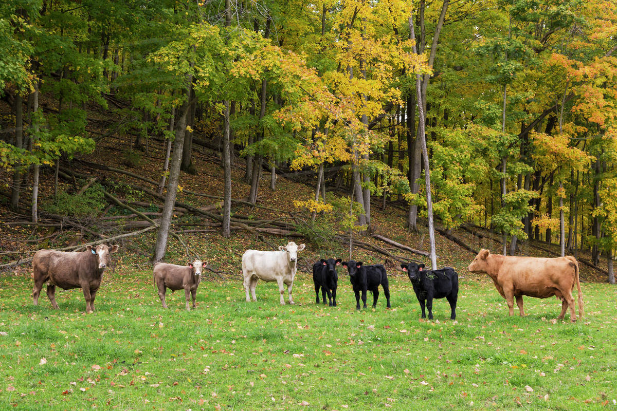 Cattle standing in a pasture with colorful autumn foliage in the ...