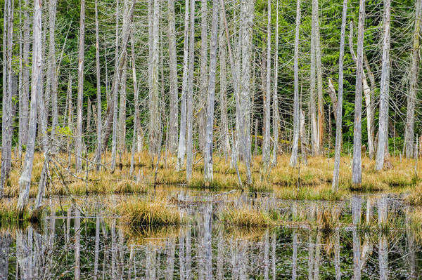 Tree trunks reflected in a bog; Mansons Landing, British Columbia ...