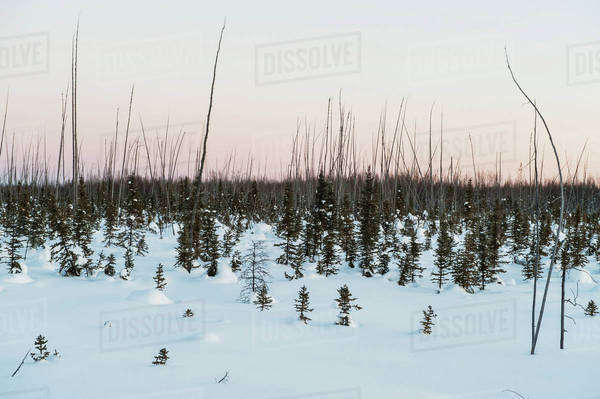 Canadian muskeg at sunrise; Fort Nelson, British Columbia, Canada ...