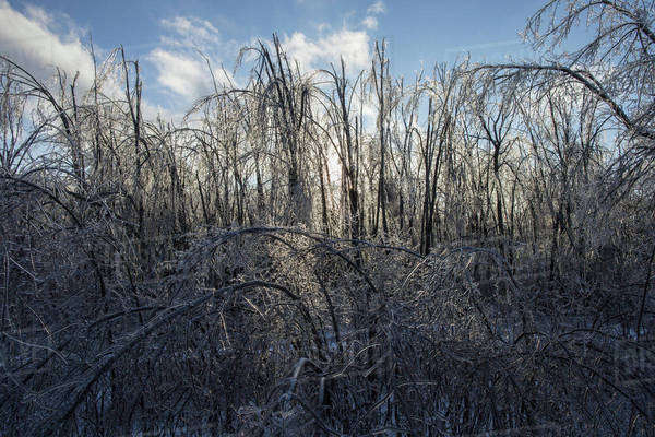 Ice coated fallen and broken trees illustrate damage from an ice storm ...
