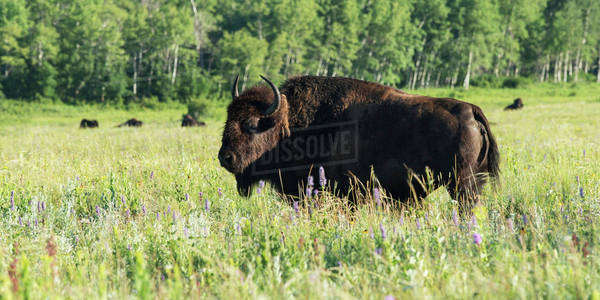 An American Bison (bison bison) stands in a grass field in Riding ...