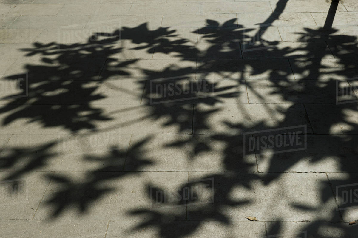 Shadow of a tree on the ground; Barcelona, Spain - Royalty-free Stock ...