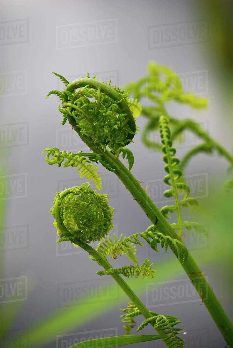 Lady fern fronds unfurl; Astoria, Oregon, United States of America ...
