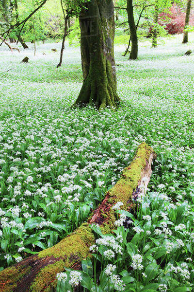 Wild garlic blooming in Killarney National Park; County Kerry, Ireland ...