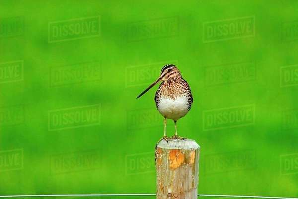Bird On Fence Post - Royalty-free Stock Photo | Dissolve
